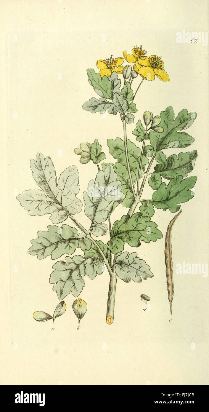 A detailed plate from 'Swedish Botany,' showcasing native plants and ...