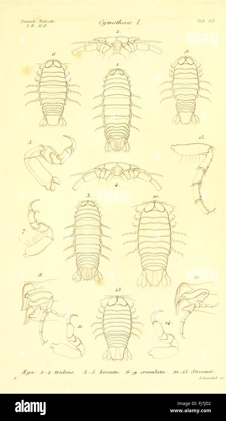 Monograph of the Cymotharum genus of crustaceans from the Isopoda ...