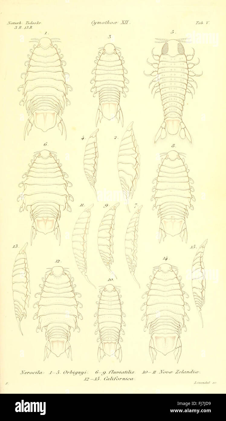 A monograph on the Cymothoidae family of isopods, detailing their ...