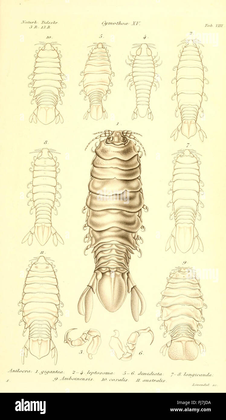 Isopod identification hi-res stock photography and images - Alamy