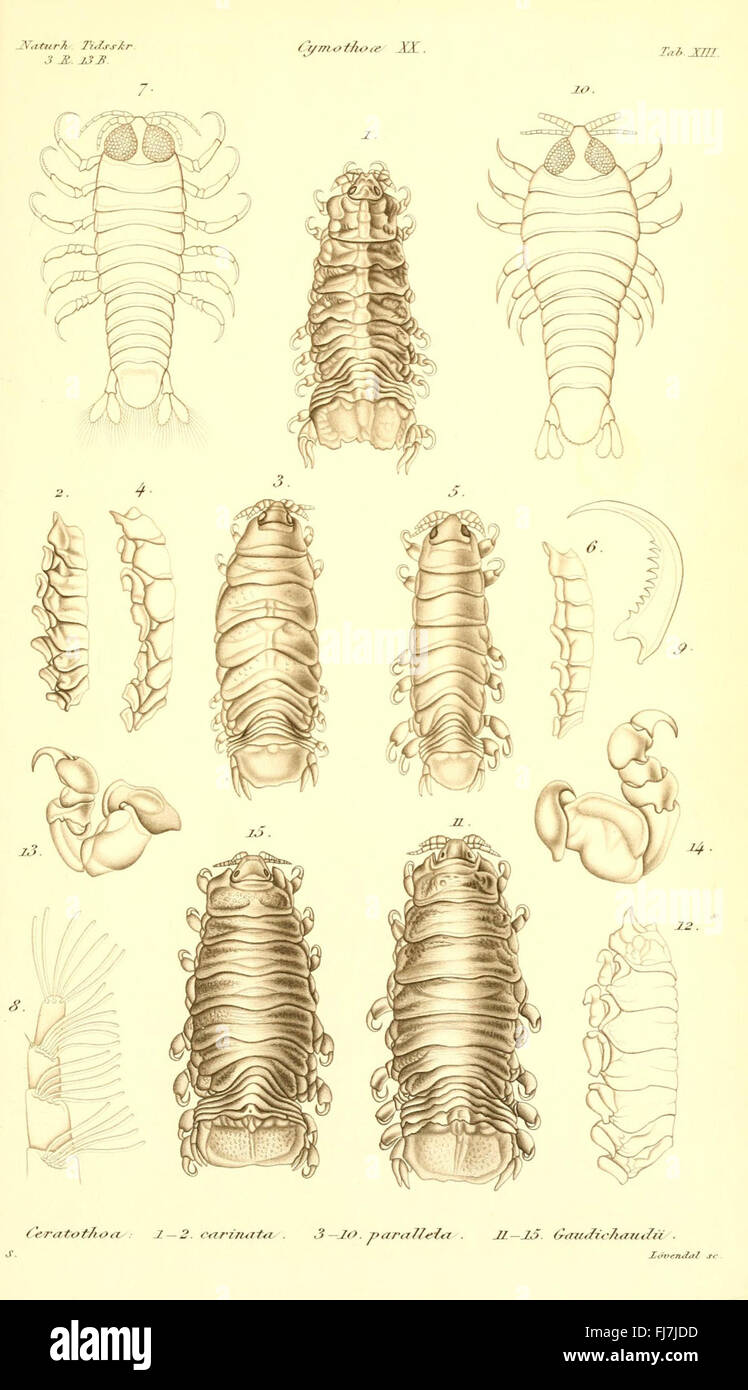 Taxonomy of isopods hi-res stock photography and images - Alamy