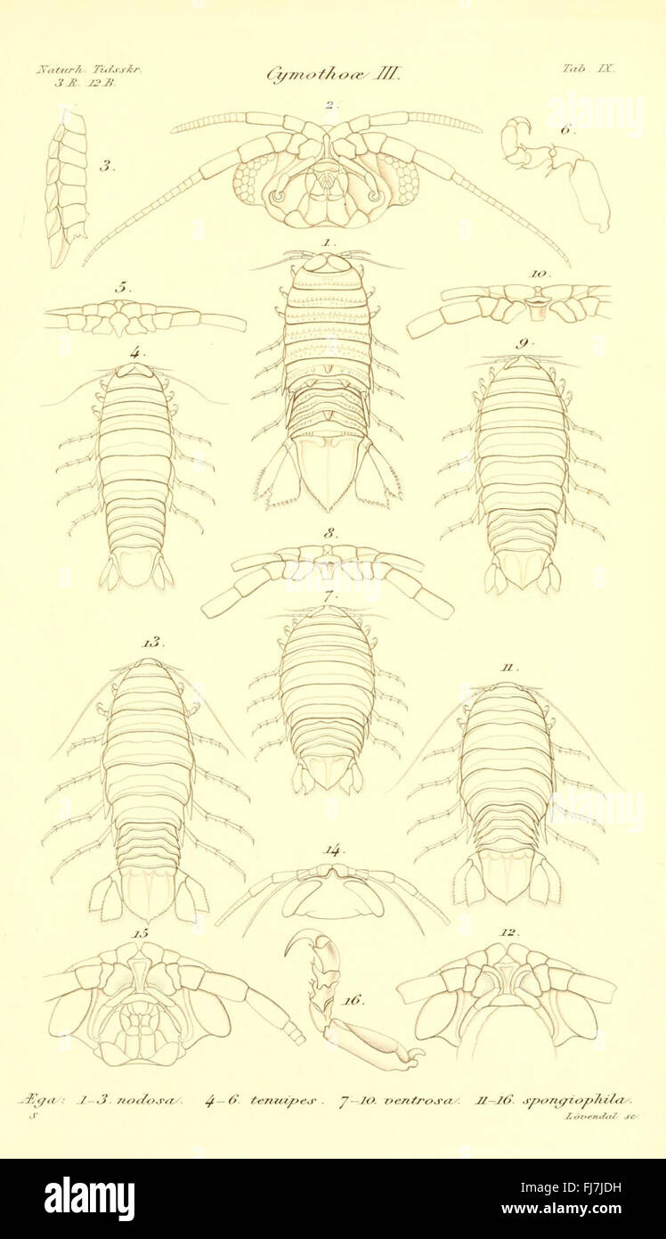 Isopod characteristics hi-res stock photography and images - Alamy