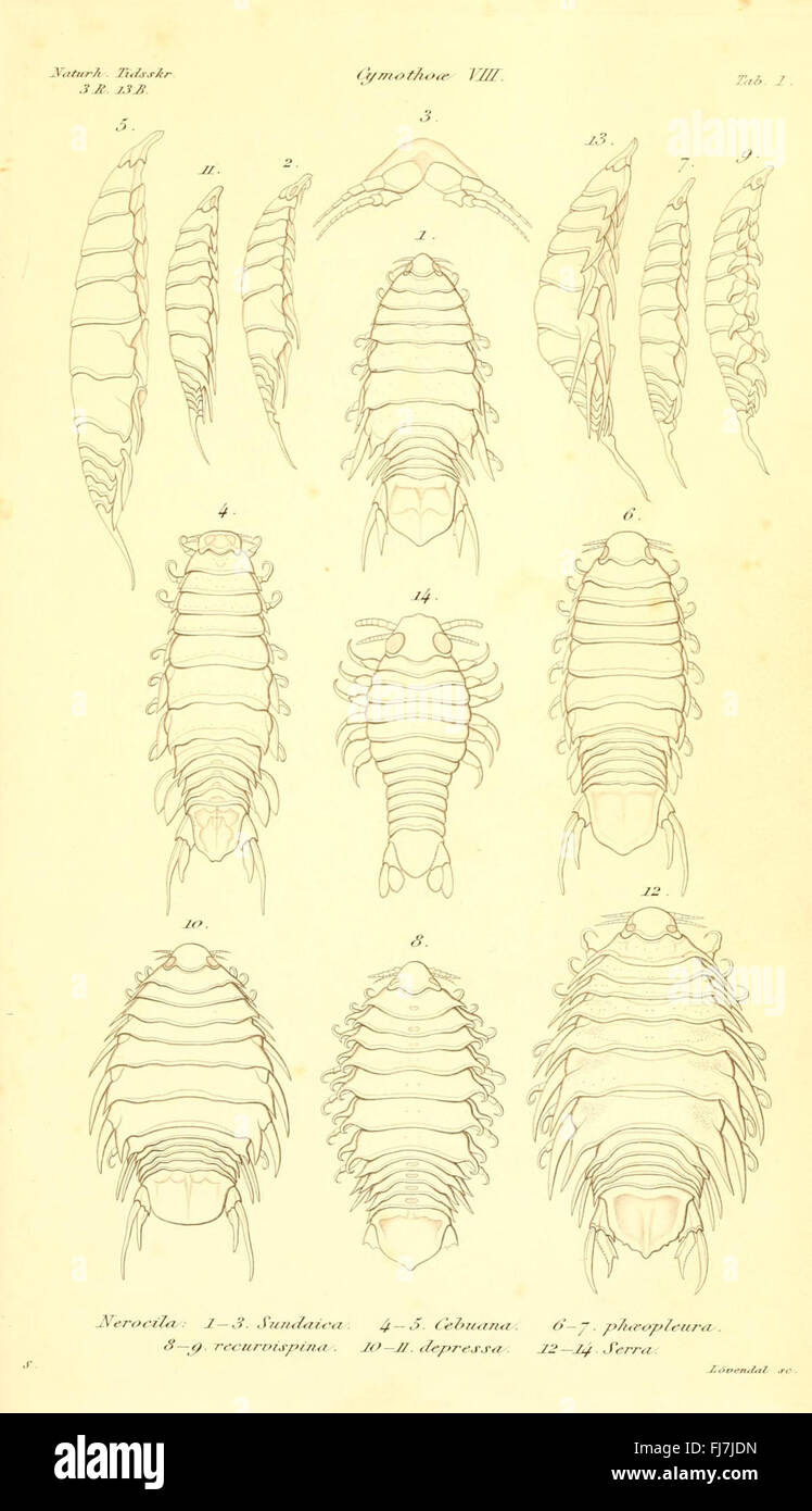 Isopod taxonomy hi-res stock photography and images - Alamy