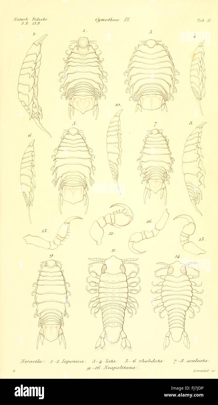 Of isopod anatomy within hi-res stock photography and images - Alamy