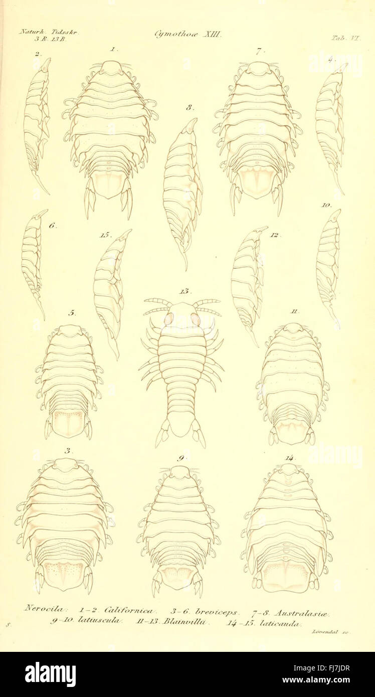 A detailed monograph on the Cymotharum genus of isopod crustaceans ...