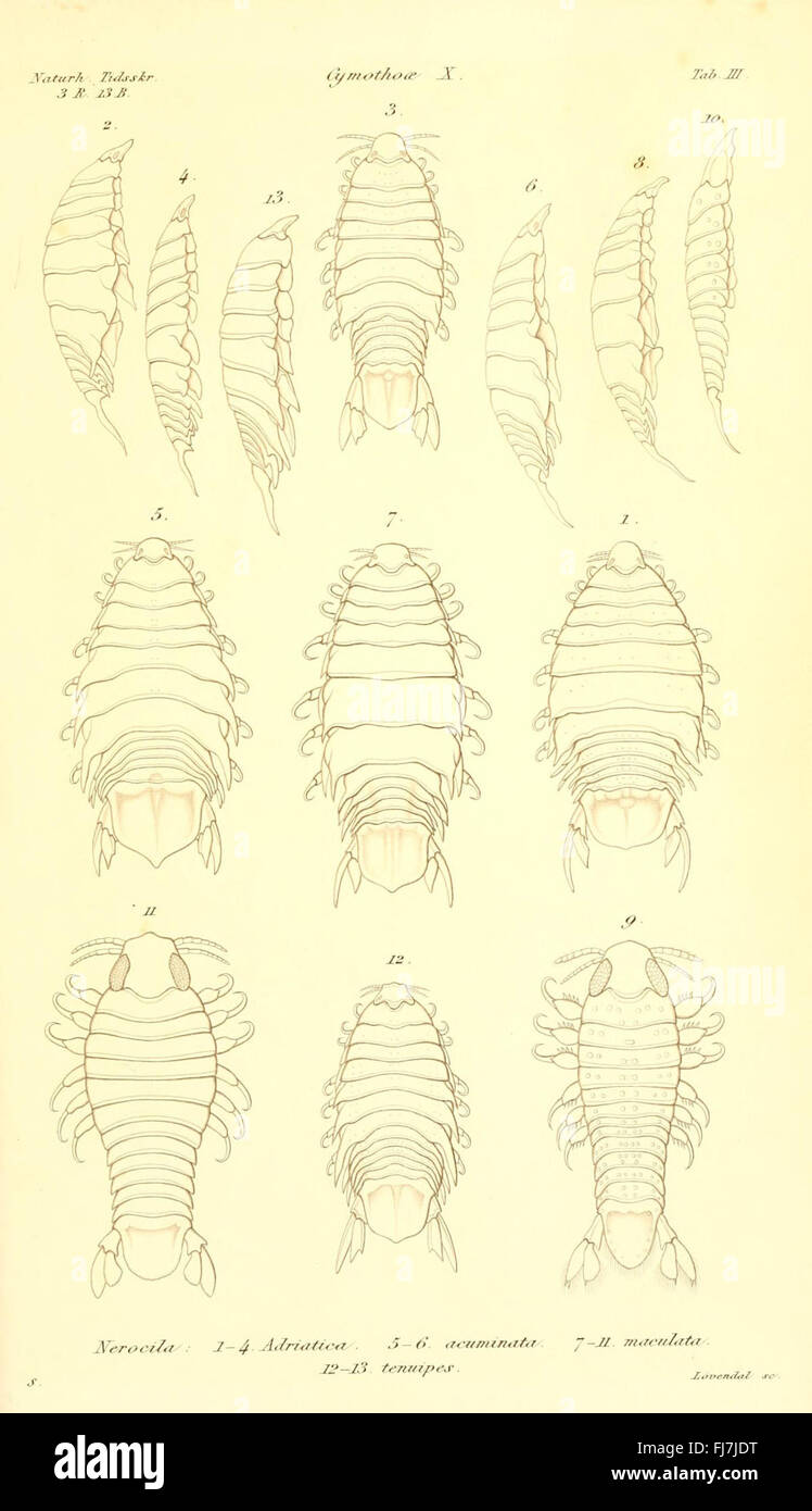 Monograph detailing the Cymotharum isopod crustacean family, with ...