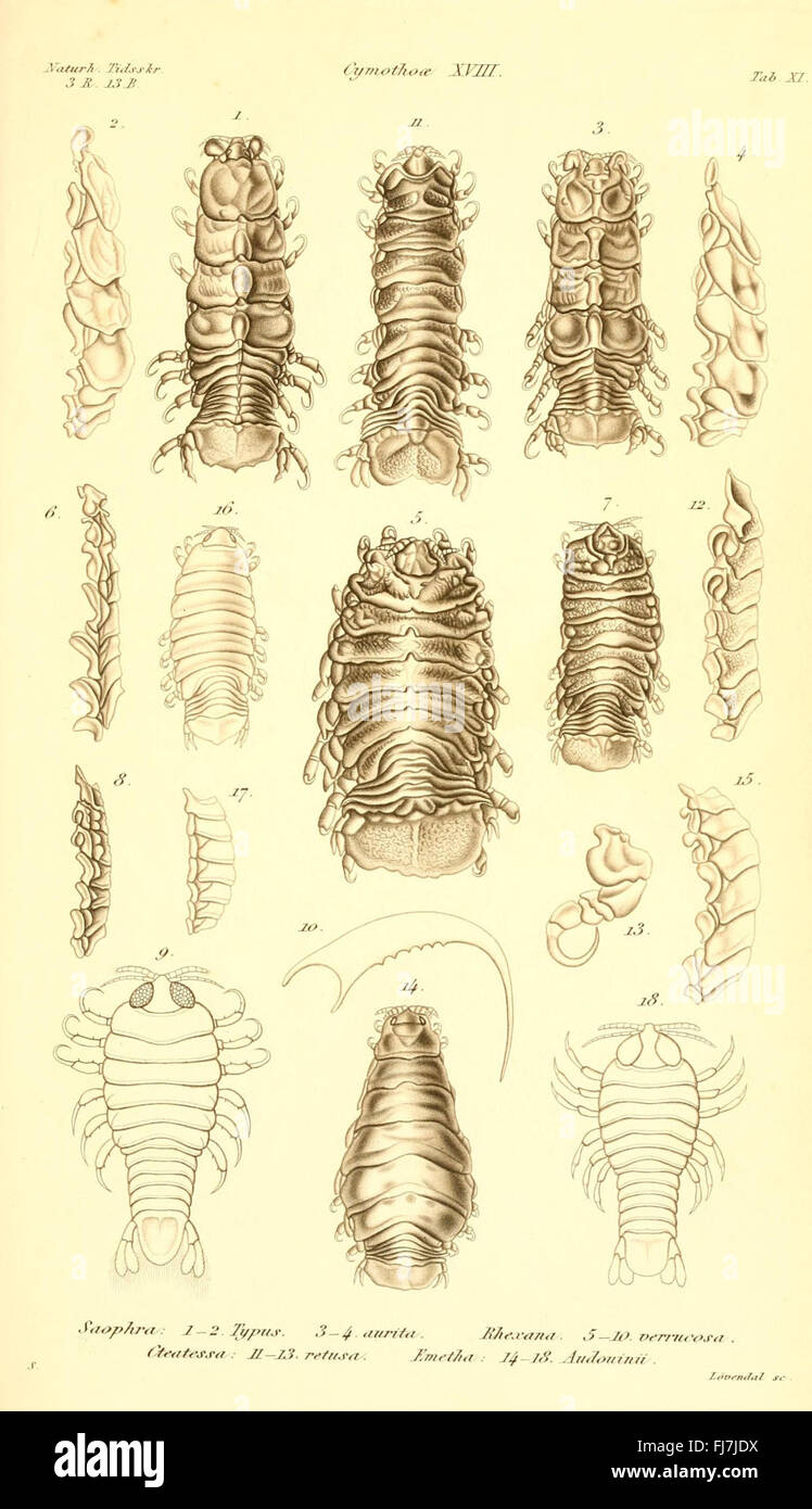 Symbolæ ad Monographiam Cymotharum Crustaceorum Isopodum Familiæ - A ...