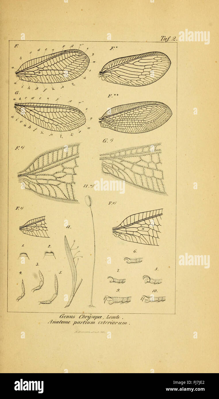 Chrysopa identification hi-res stock photography and images - Alamy