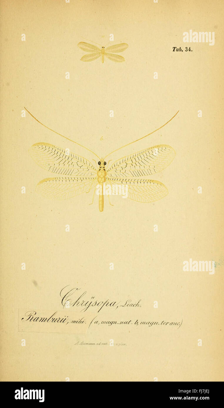 Symbolae ad monographiam generis chrysopae, a detailed monograph on the ...
