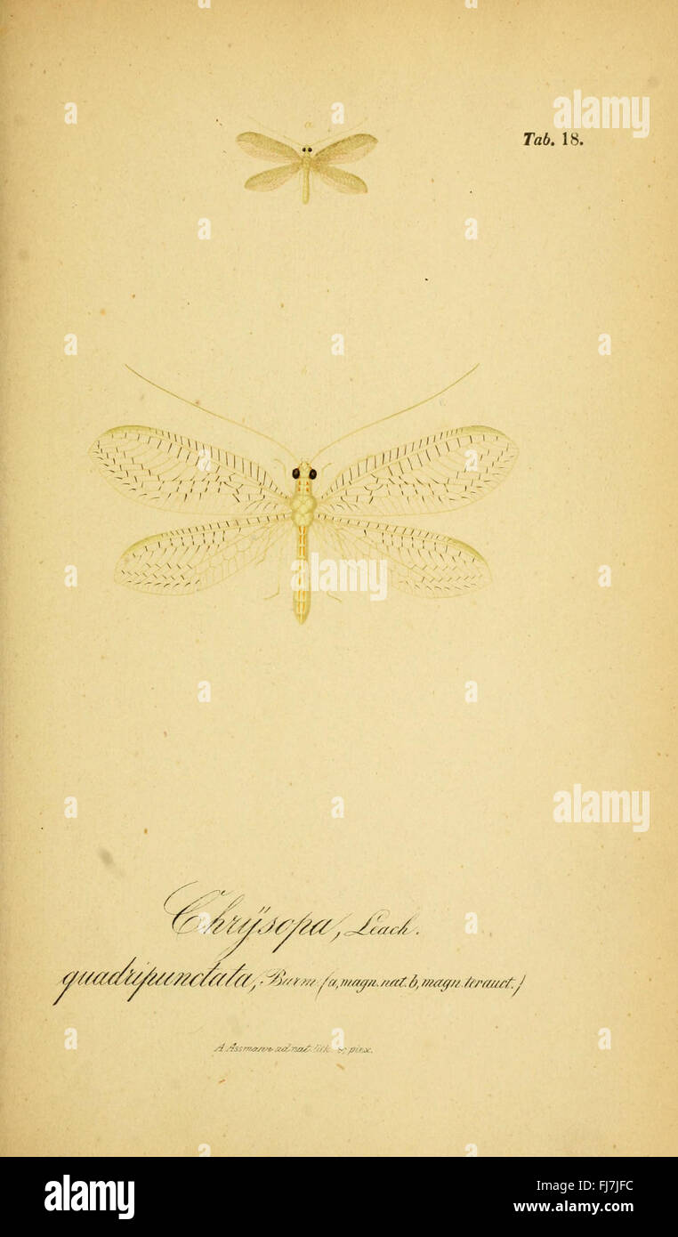 Monographic study on the genus Chrysopa, including detailed ...