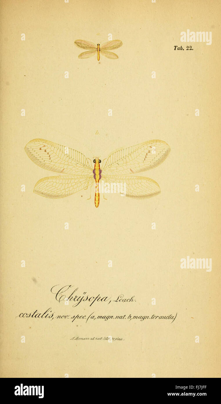 Lacewing life cycle hi-res stock photography and images - Alamy
