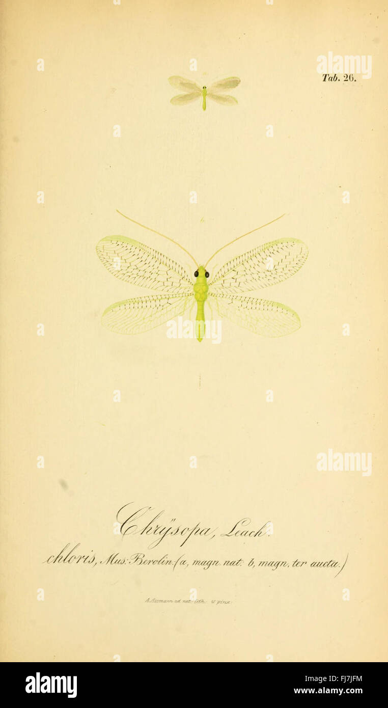 Chrysopa, entomology, insect taxonomy, predator insects, biological ...
