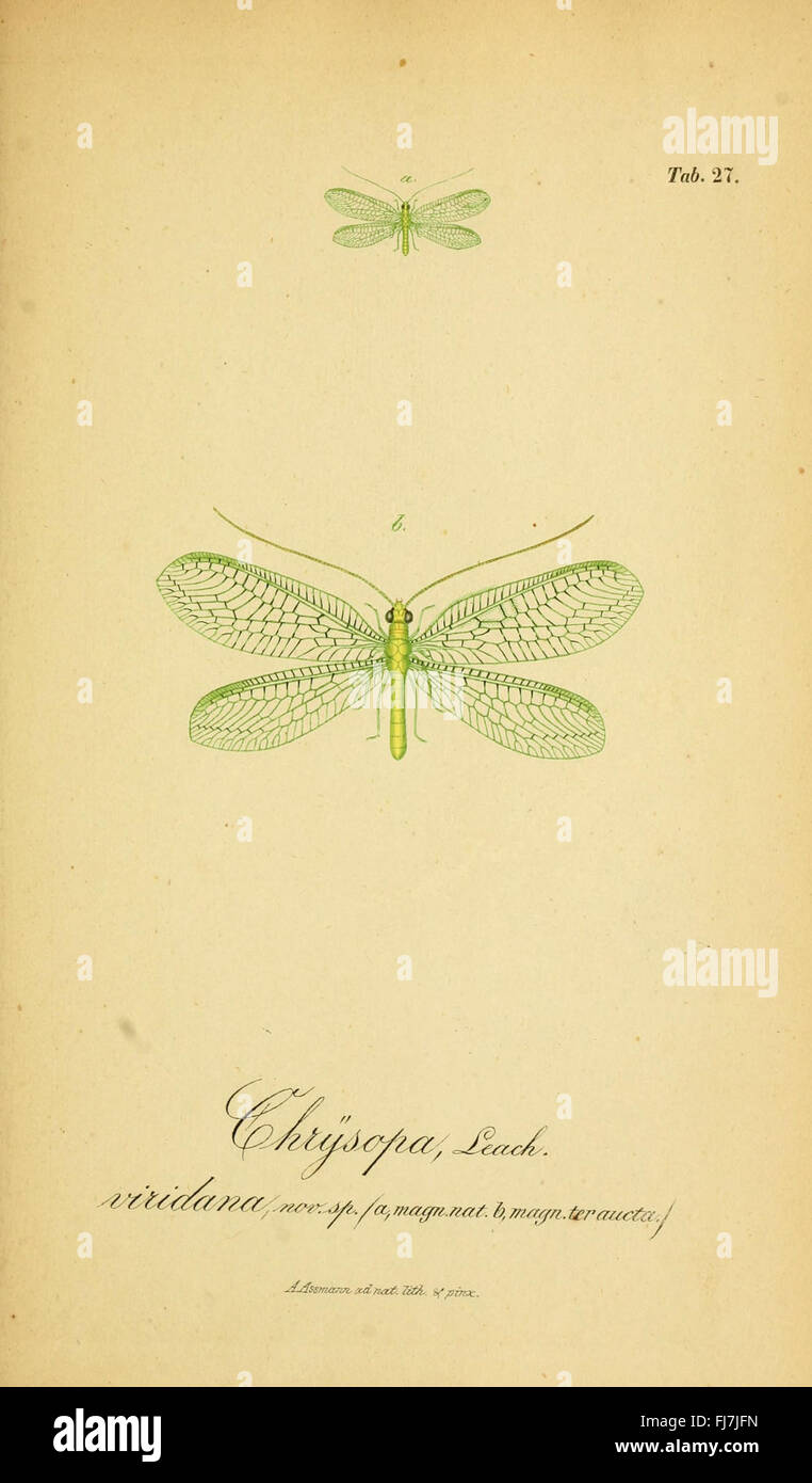 Symbolae on the Monograph of the Chrysopa Genus, Leach Stock Photo - Alamy
