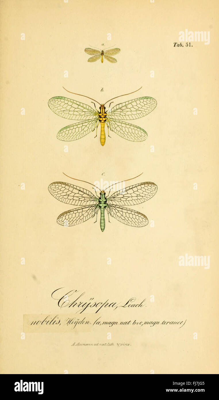 A monographic study on the genus Chrysopa (lacewing), with detailed ...