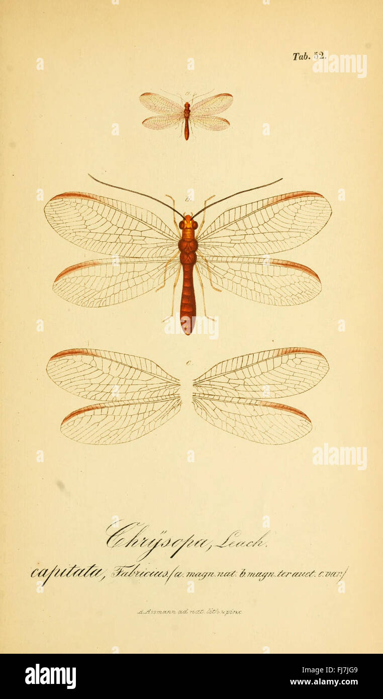 The Monograph of the Genus Chrysopa by Leach details the classification ...