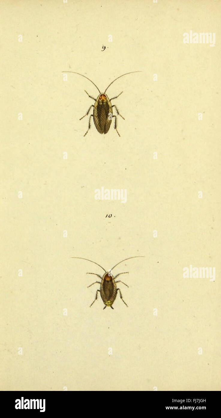 Insect collection from Switzerland showcasing new or previously ...