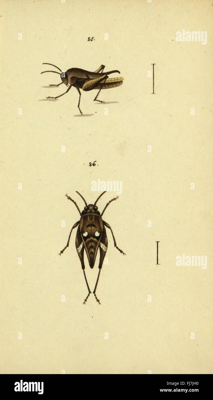 Symbola faunae insectorum contains descriptions of new or undescribed ...