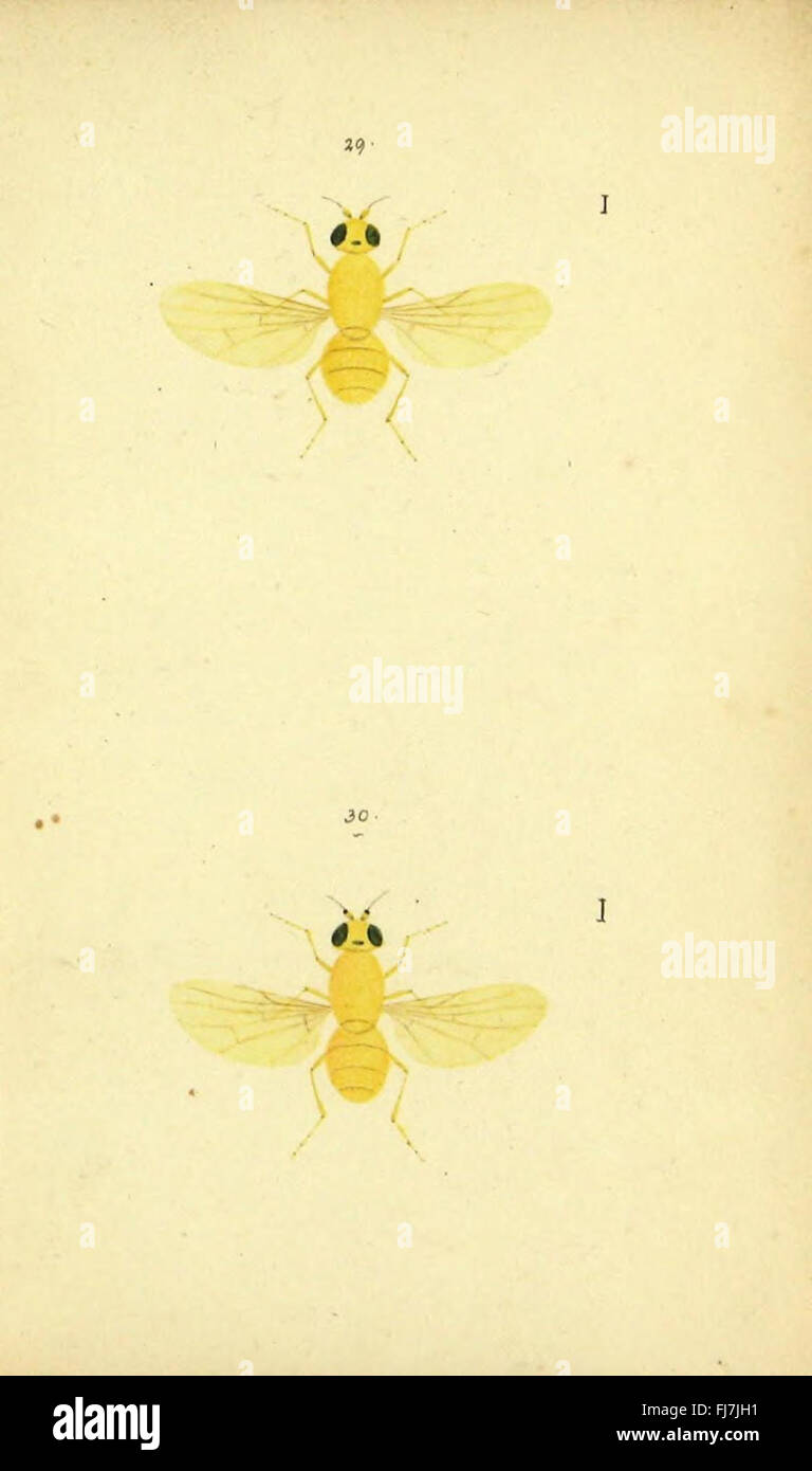 A detailed collection of insects from Switzerland, including new and ...