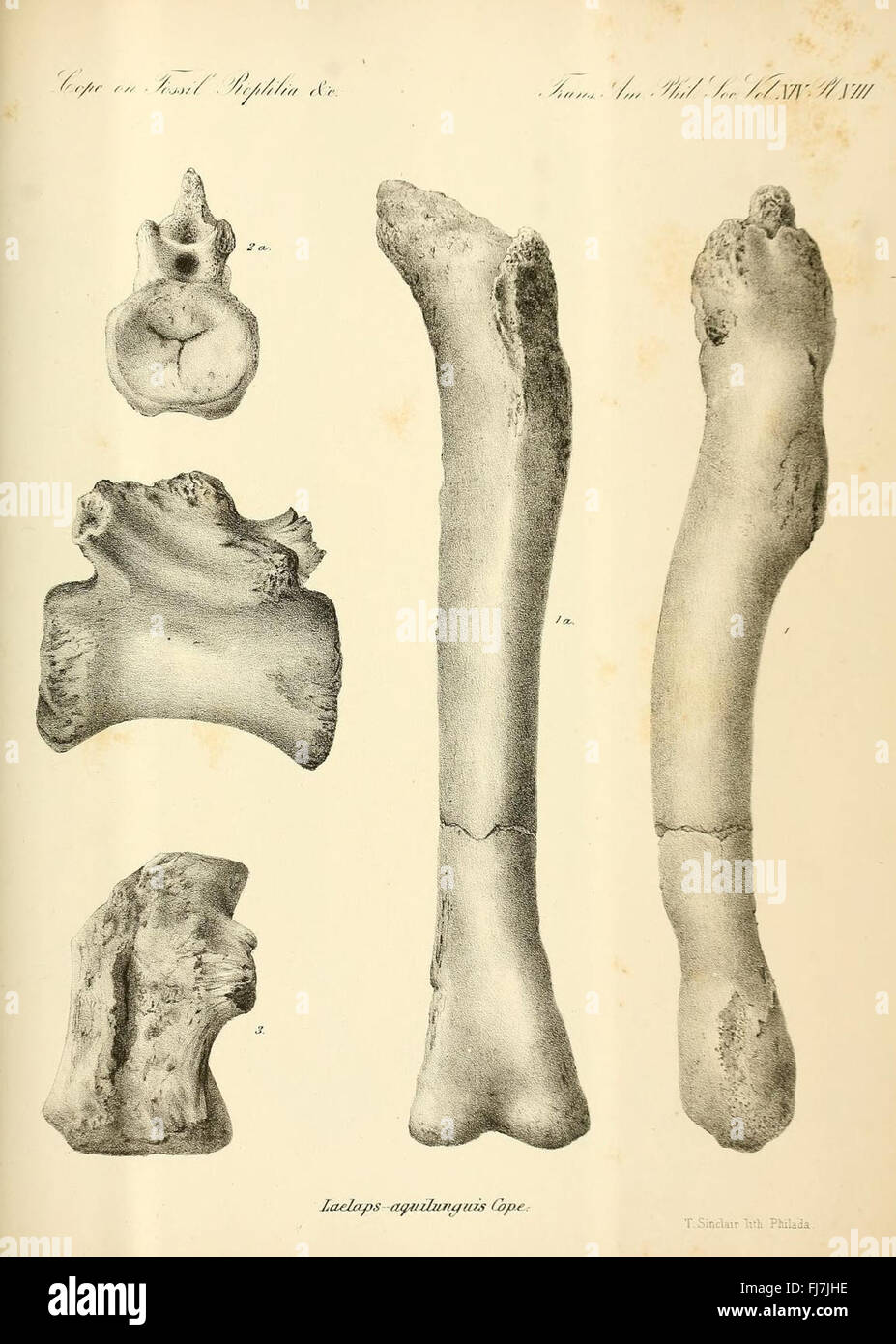 A comprehensive account of extinct amphibians, reptiles, and birds from ...