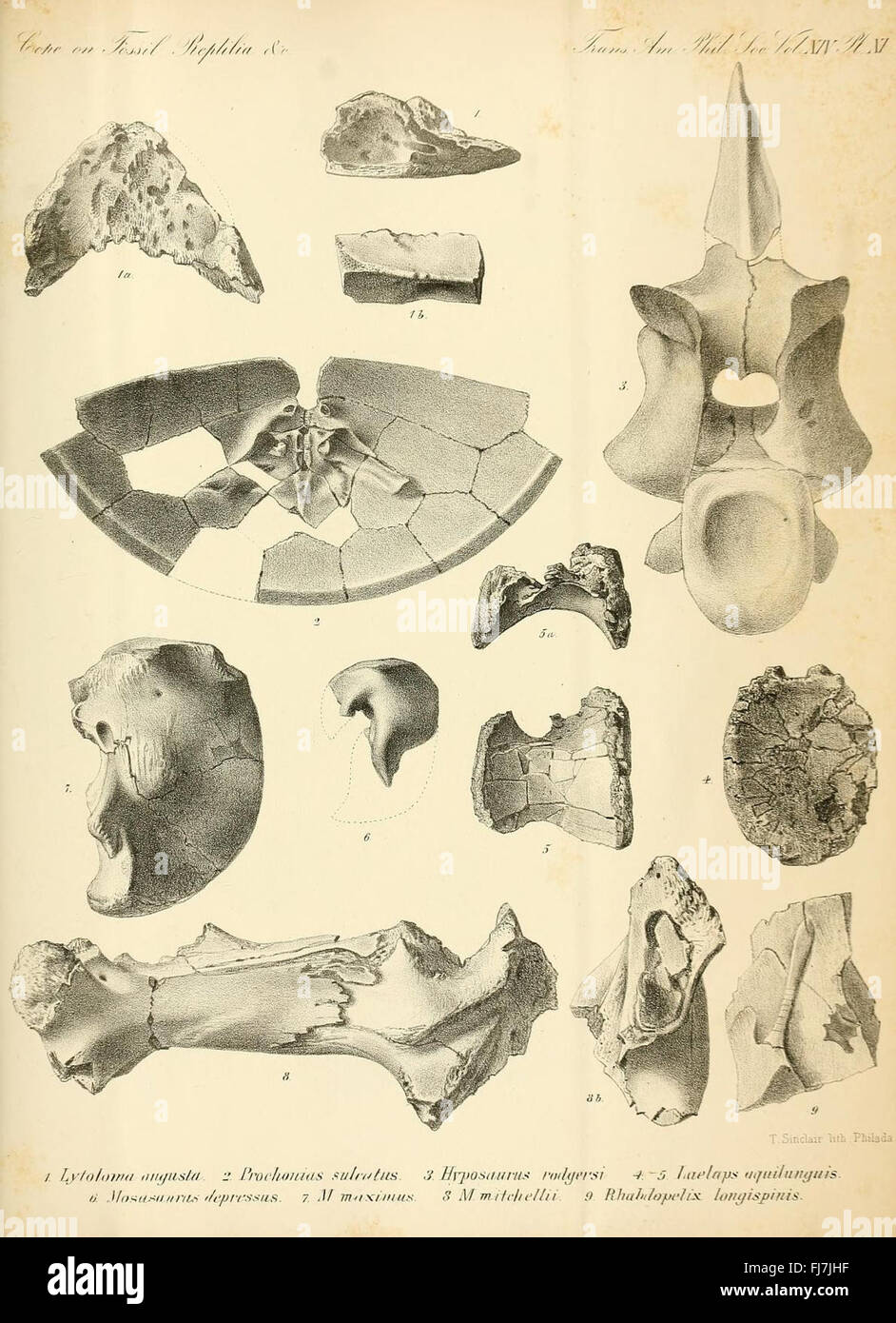 A comprehensive study on the extinct amphibians (Batrachia), reptiles ...