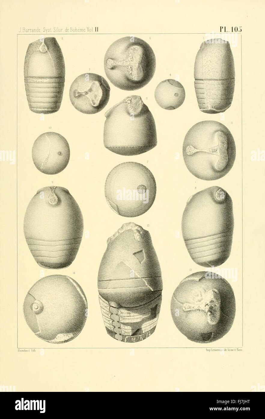 Silurian system of the Bohemian region (Pl. 105 Stock Photo - Alamy