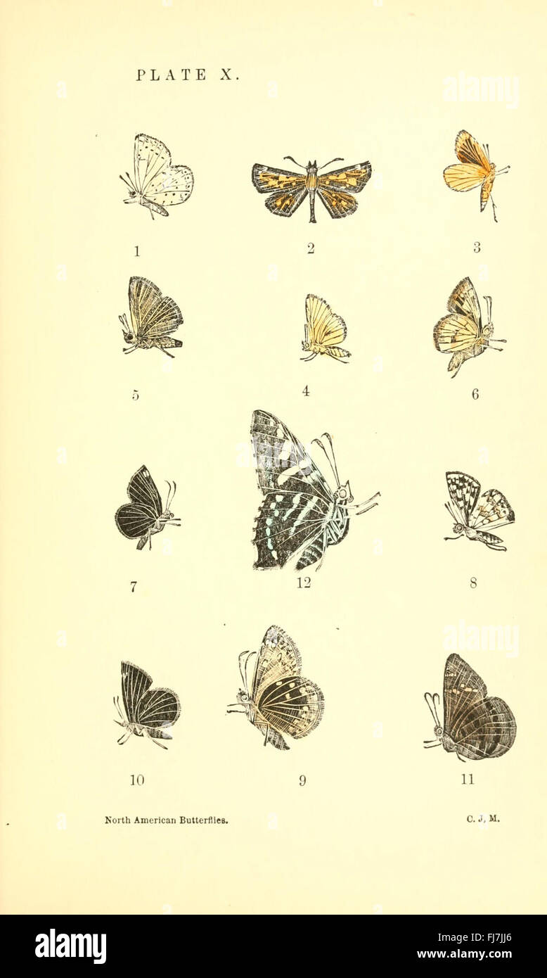 A comprehensive guide to North American butterflies, including ...