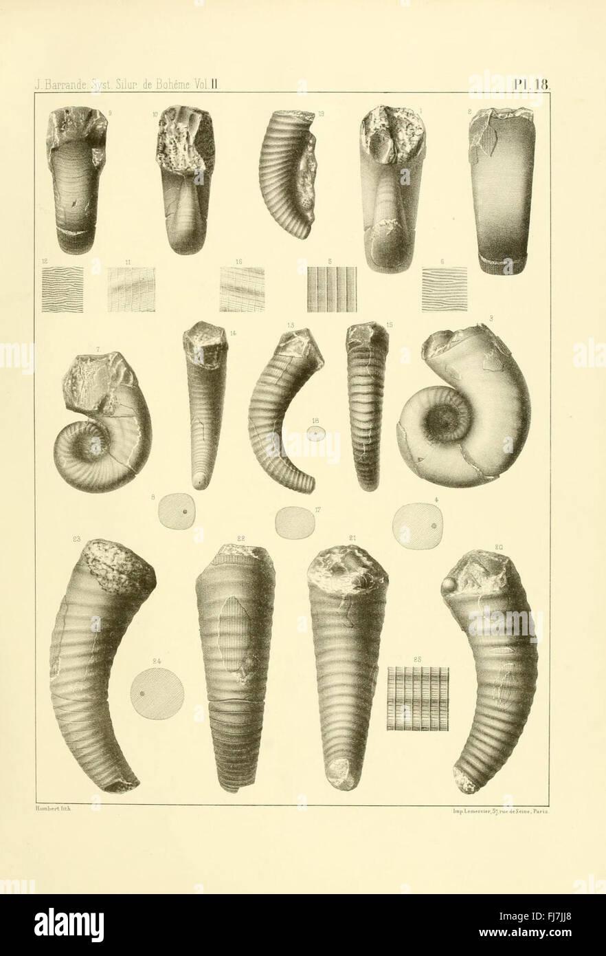 A paleontological study of Silurian fossils from Bohemia, focusing on ...