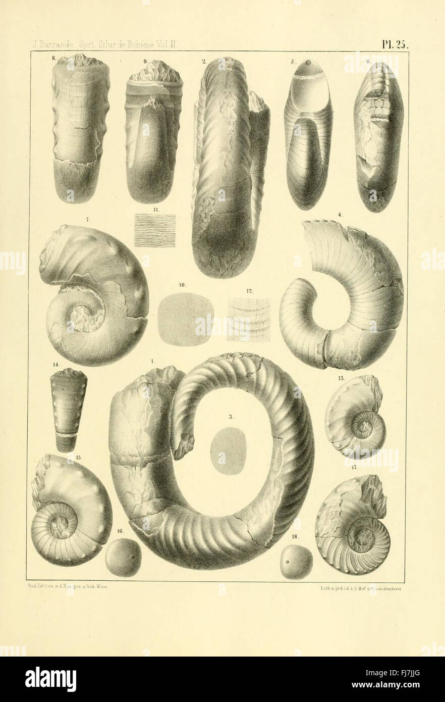 A paleontological study of Silurian invertebrates from the center of ...