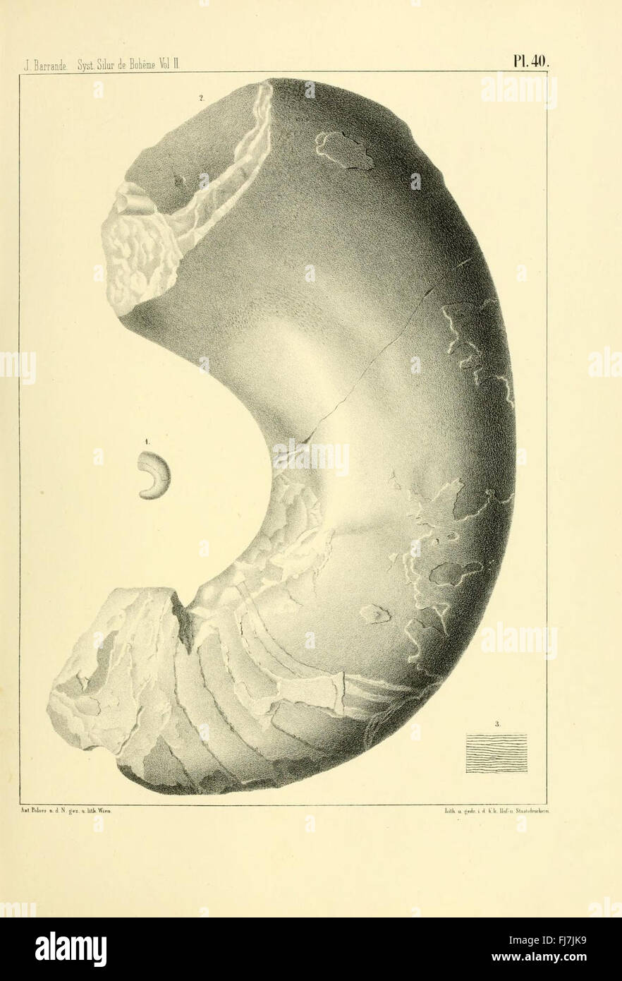 An illustration depicting the Silurian system fossils from the Bohemian ...