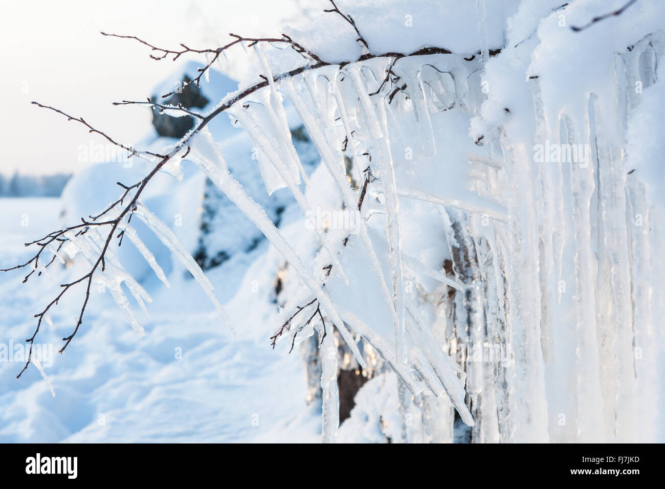Beautiful icicle ice formation on small tree Stock Photo - Alamy