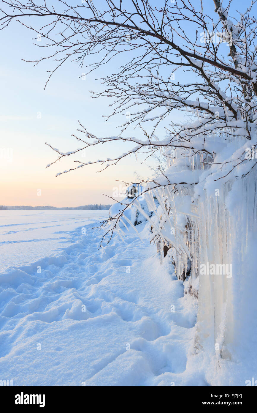 Beautiful icicle ice formation on small tree Stock Photo - Alamy