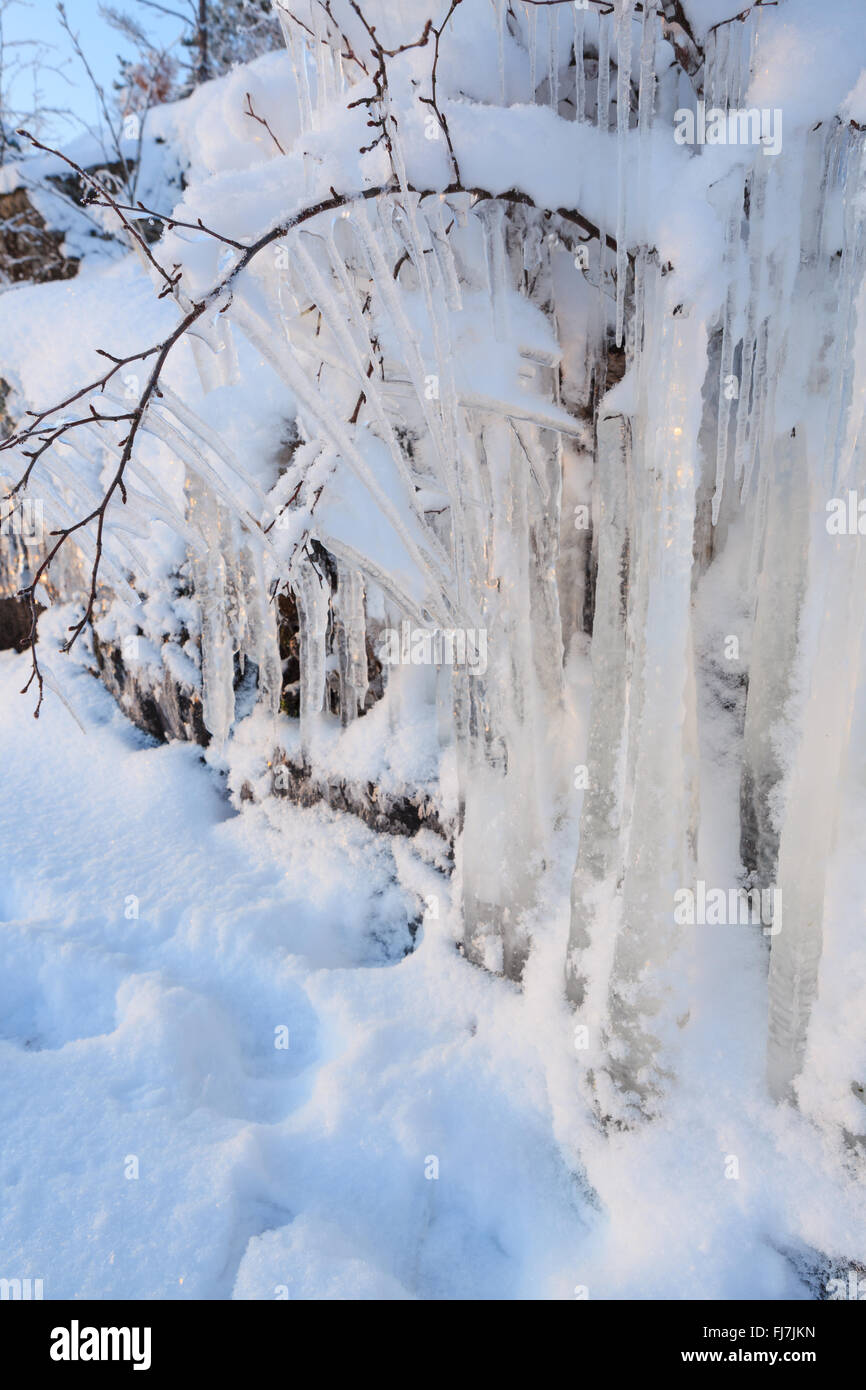 Beautiful icicle ice formation on small tree Stock Photo - Alamy