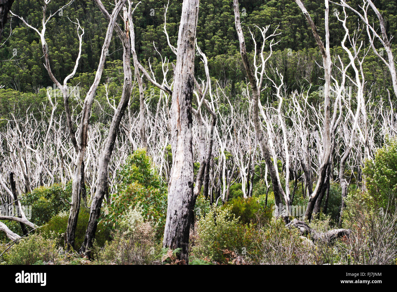 Looking over regenerating native gum forest, with burnt tree trunks ...