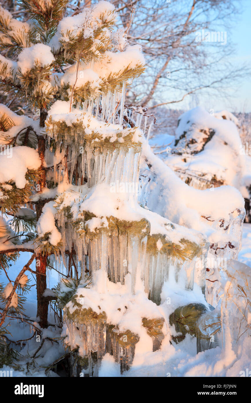 Beautiful icicle ice formation on small tree Stock Photo - Alamy