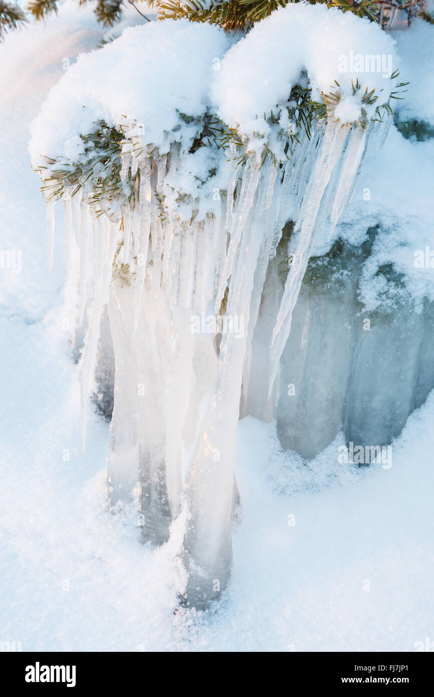 Beautiful icicle ice formation on small tree Stock Photo - Alamy