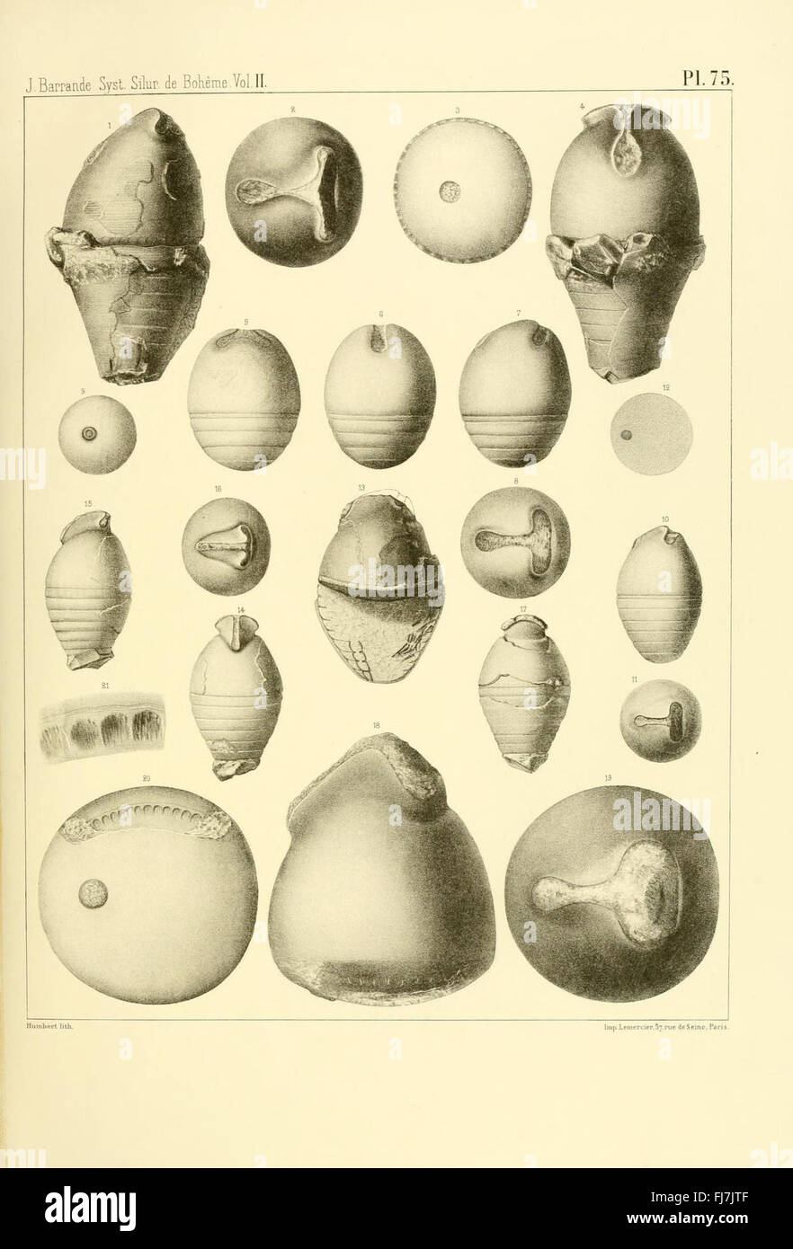 A paleontological study of Silurian-era fossils from central Bohemia ...