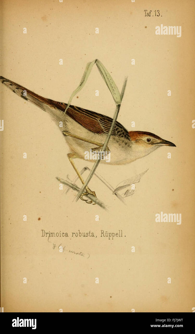 Systematic classification of the birds of Northeast Africa, detailing ...