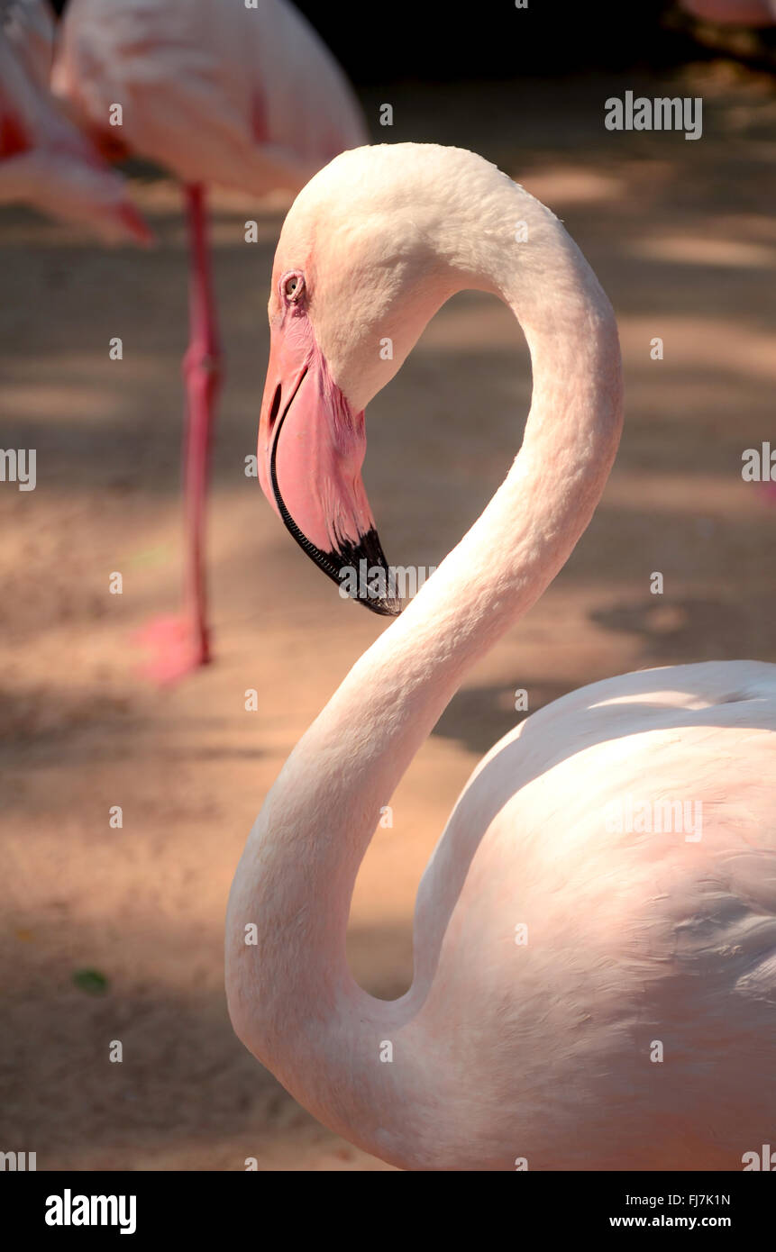 Africa flamingo hi-res stock photography and images - Alamy