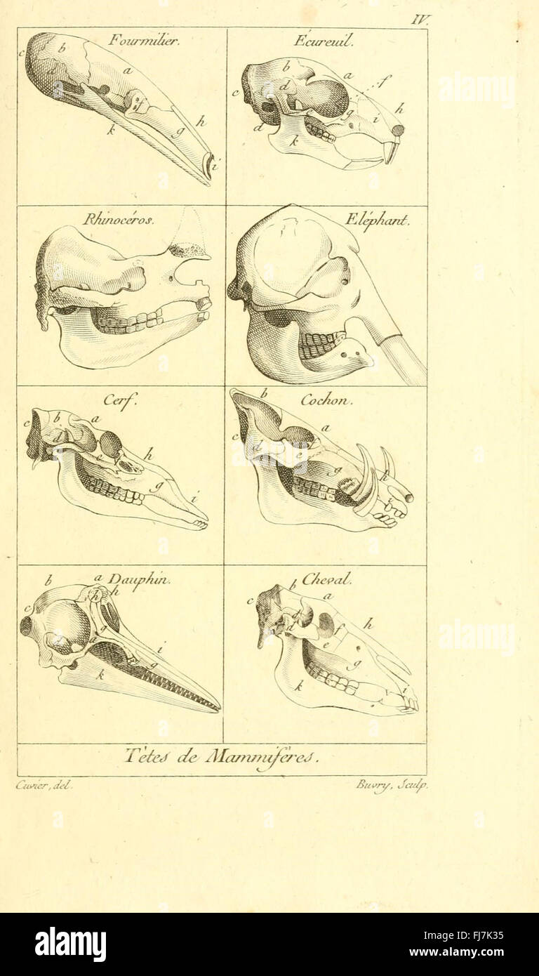 Tableau des animaux hi-res stock photography and images - Alamy