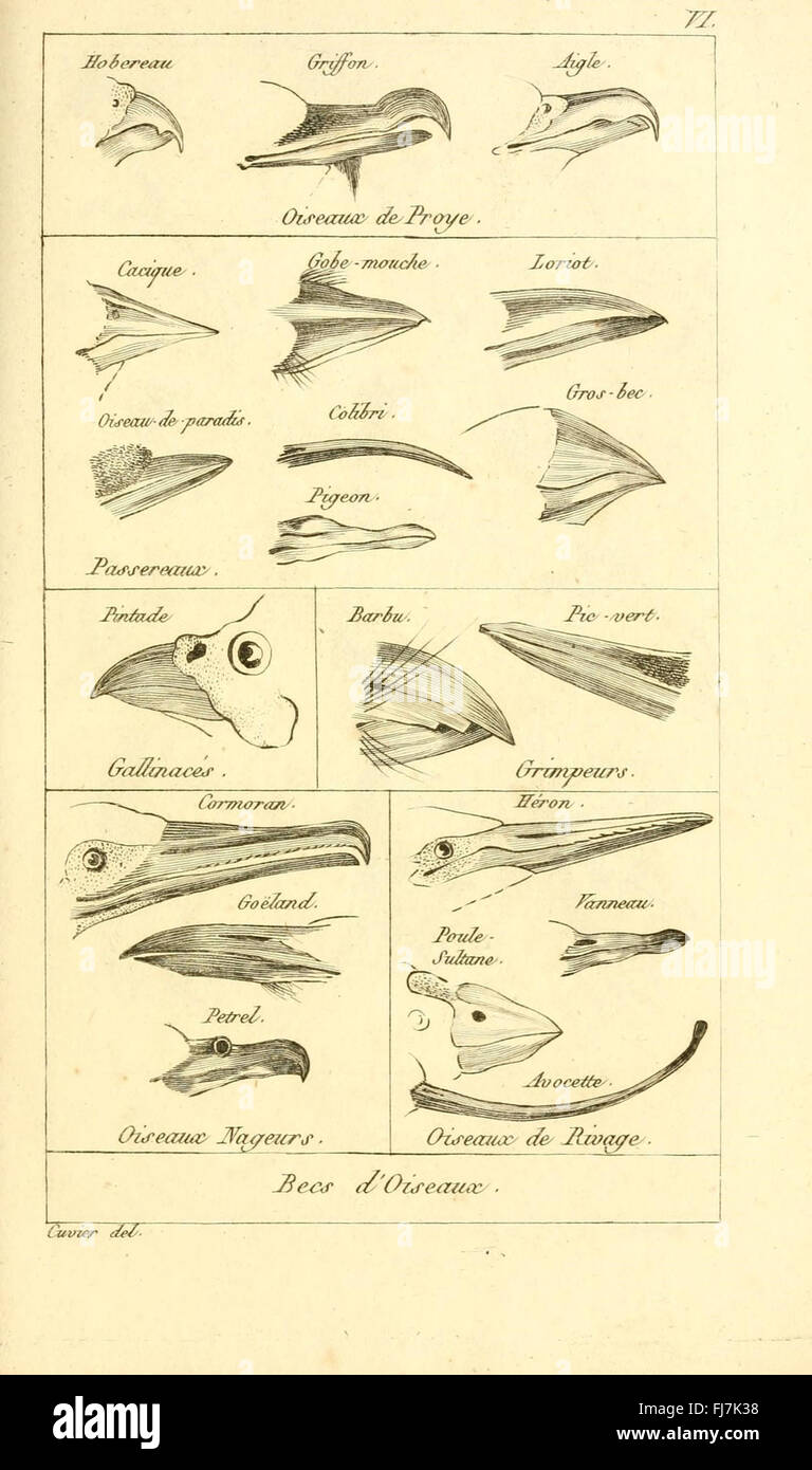 Tableau des animaux hi-res stock photography and images - Alamy