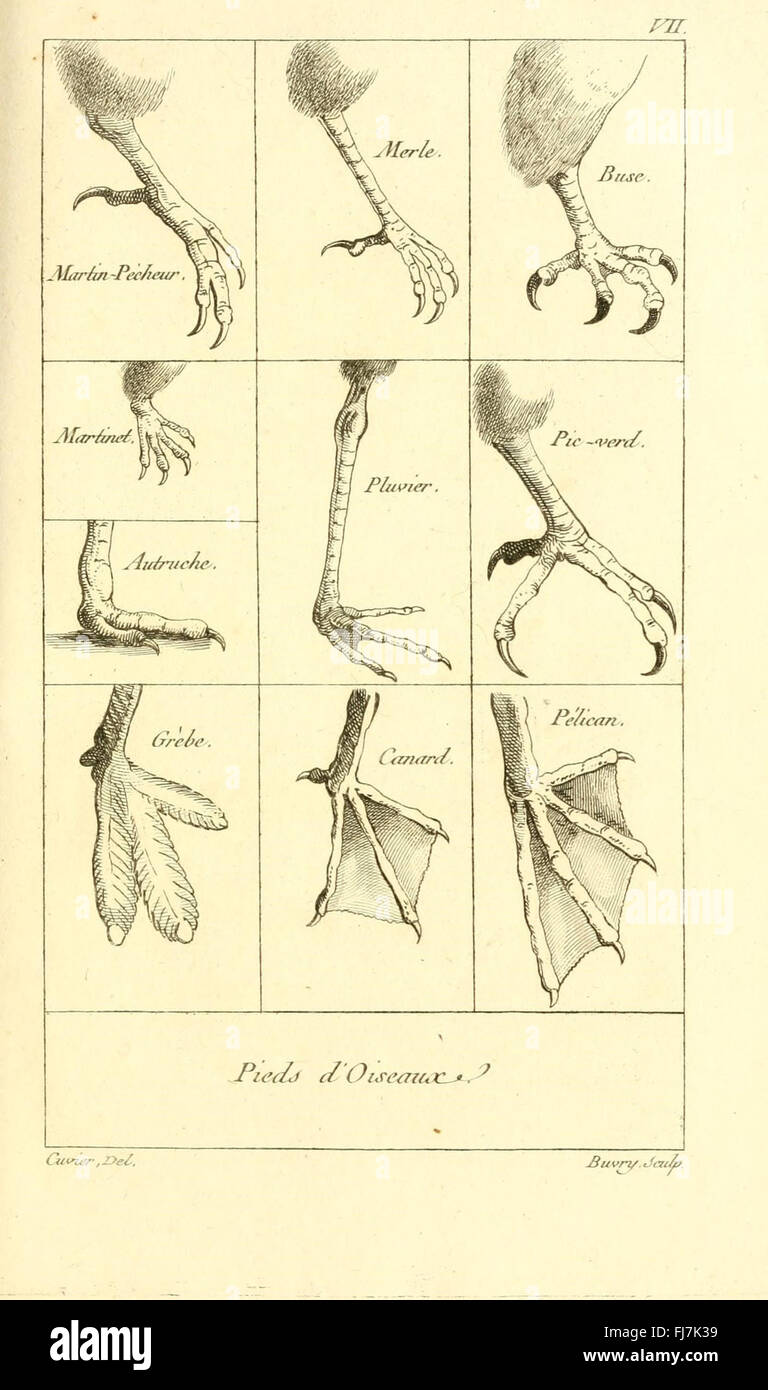 Tableau des animaux hi-res stock photography and images - Alamy