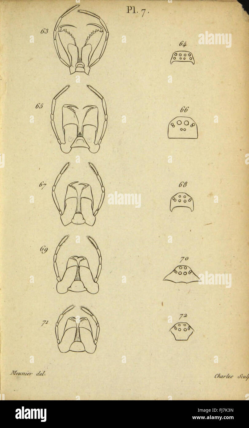 Tableau des Arachnides, a study on the classification of arachnids ... Tableau des Arachnides, a study on the classification of arachnids ...