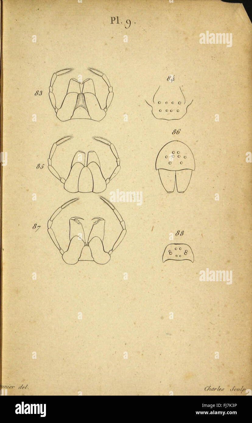 Tableau des Arachnides, a classification study of arachnids, focusing ... Tableau des Arachnides, a classification study of arachnids, focusing ...