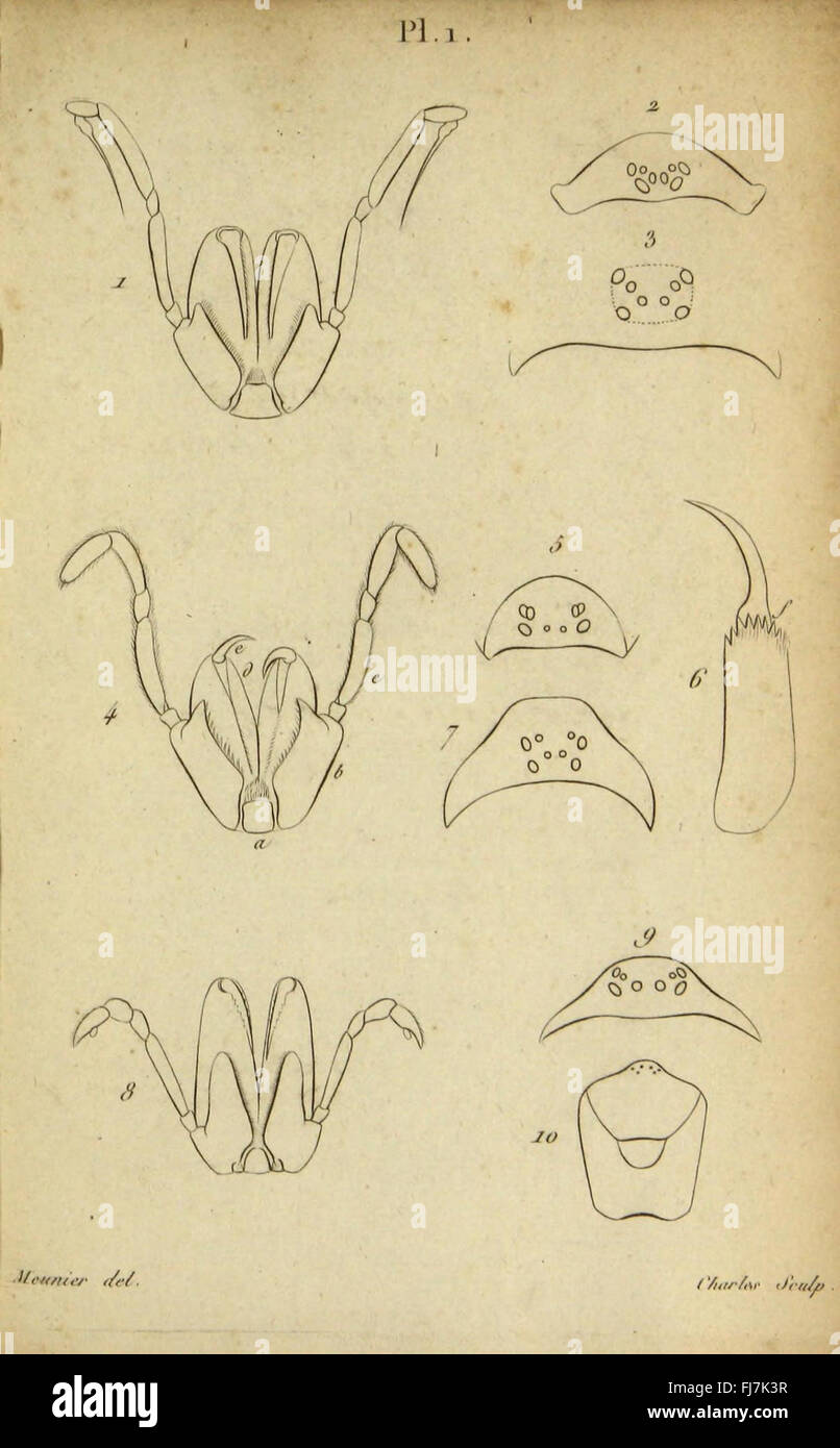 A classification guide to spiders, focusing on arachnid species and ...