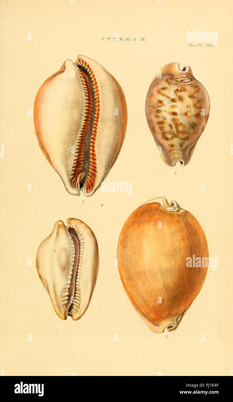 A monograph series on the classification of mollusk genera and their ...