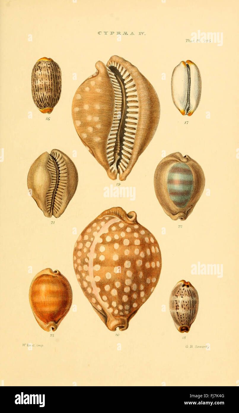 Thesaurus conchyliorum, or, Monographs of genera of shells, Mollusks ...