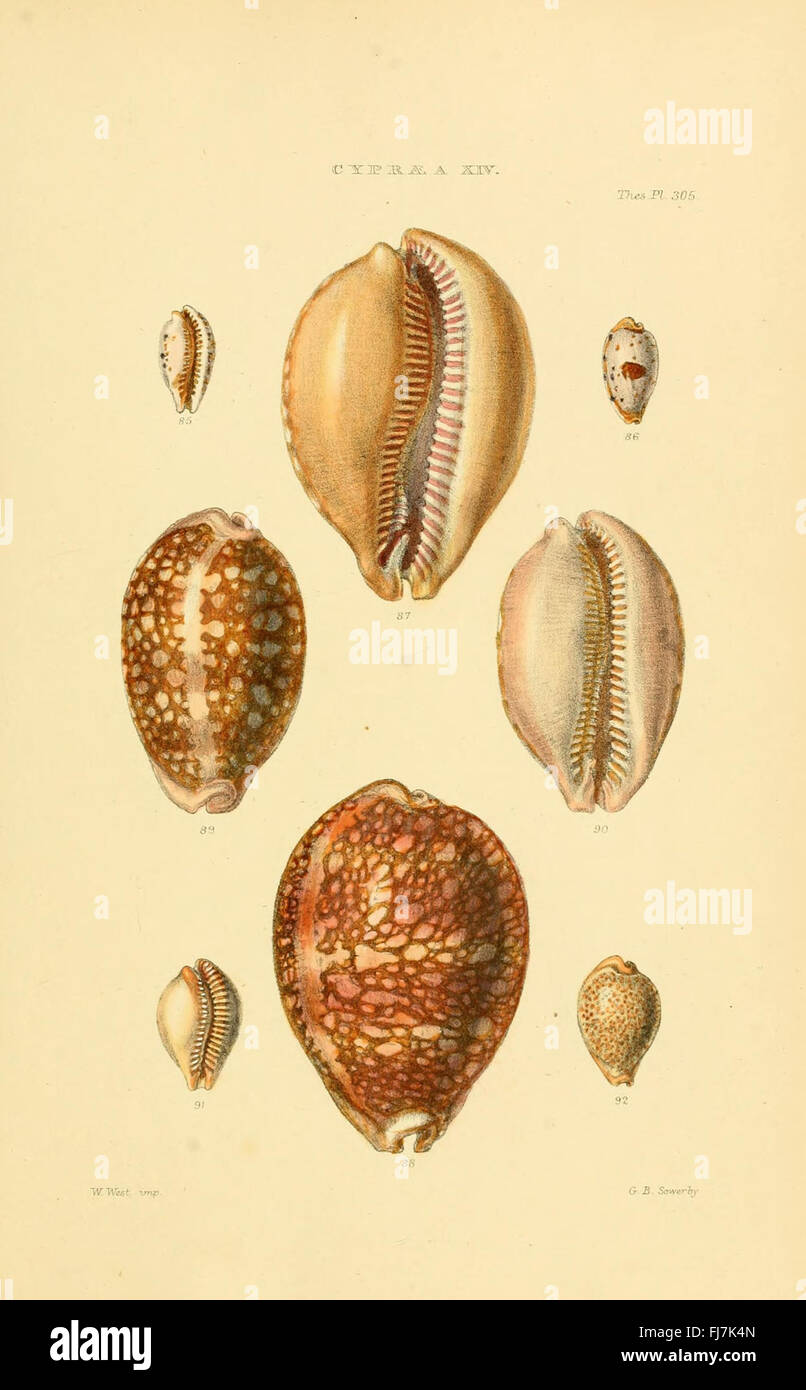 Classification of marine life hi-res stock photography and images - Alamy