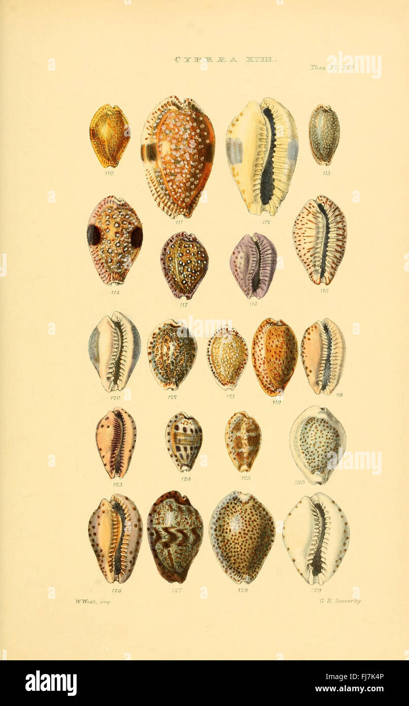 A detailed catalog of various genera of shells, documenting their ...