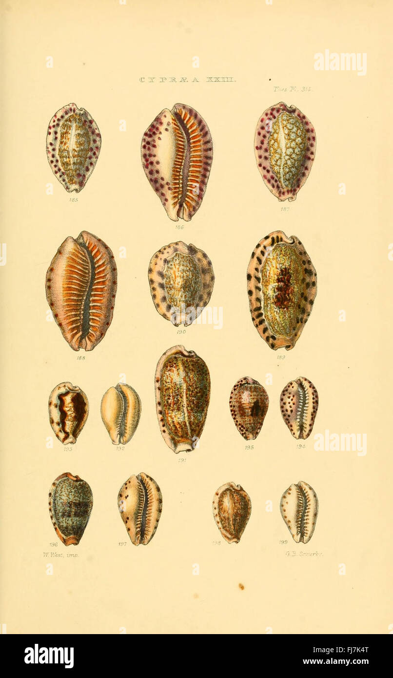 Shells mollusks pictorial works hi-res stock photography and images - Alamy