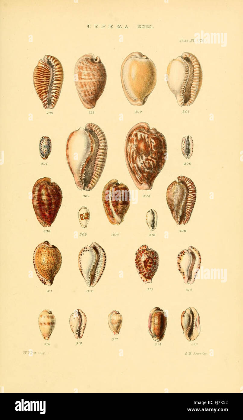 A detailed monograph on the classification and study of mollusk shells ...